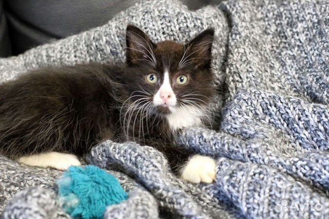 Котята в добрые руки бесплатно