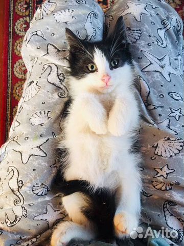 Котенок-смертник с дач в опасности