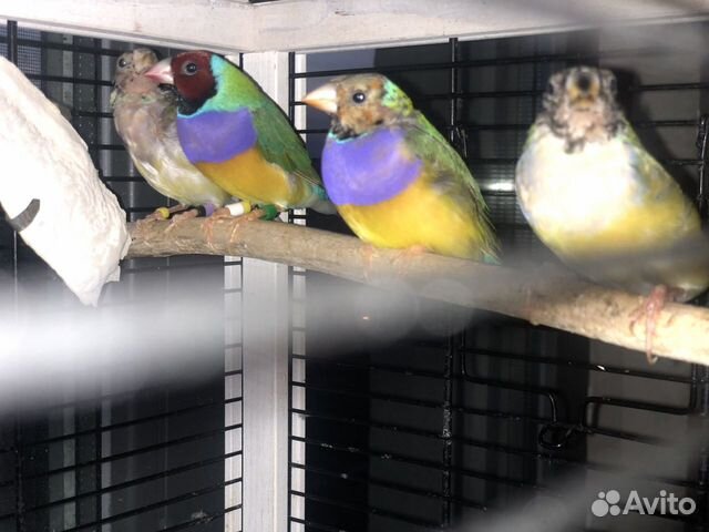 Отдам 4-х Амадин гульда