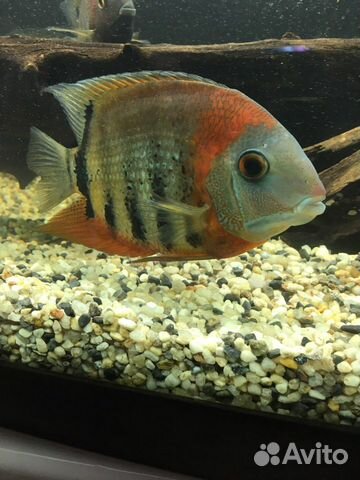 Рыба Северум