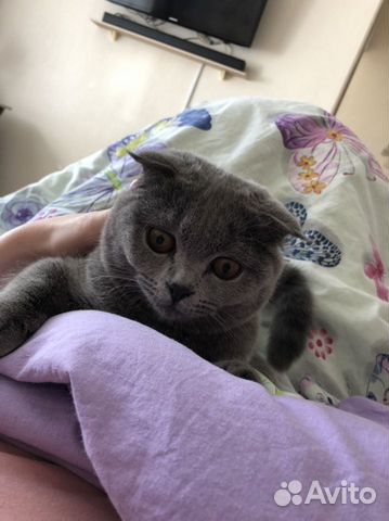 Шотландская с помесью британки