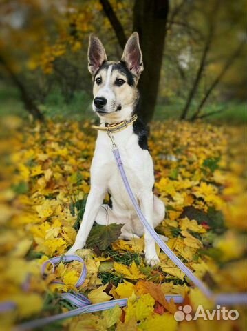 Щенка вернули в приют, Вега ищет новый дом