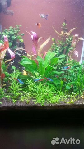 Украшения для аквариума