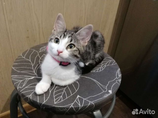 Шикарная малышка (котёнок-девочка)