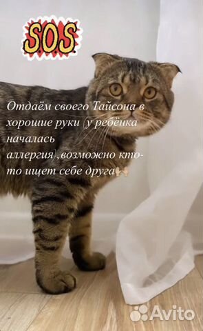 Кот Тайсон