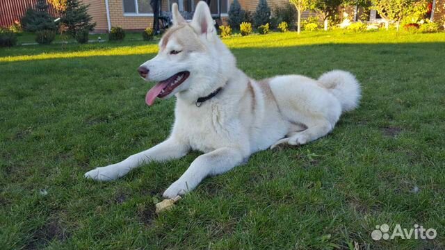 Сибирский хаски подросток 9 месяцев ищет дом