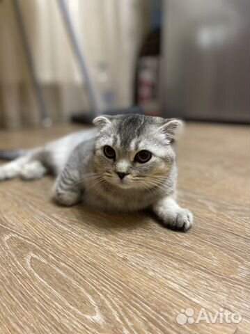 Шотланский вислоухий котенок