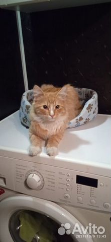 Молоденький Рыжик,подросток,ищет дом