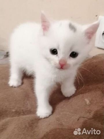 Крошка Мими, котёнок 1 месяц