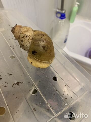 Улитки ахатины бесплатно