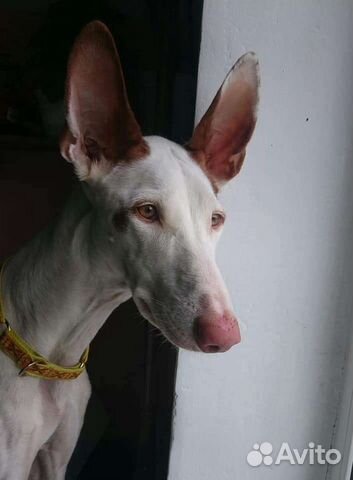 Podenco ibicenco Поденко ибиценко (ивисская борзая