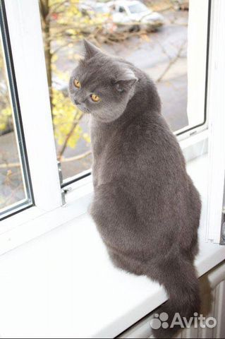 Британский кот вязка