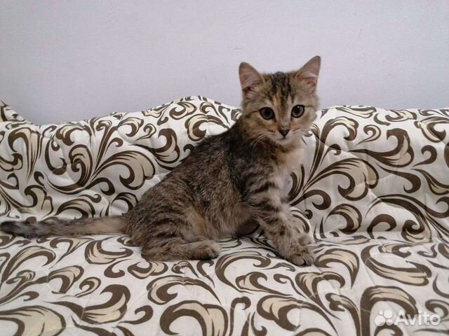 Кошки в добрые руки