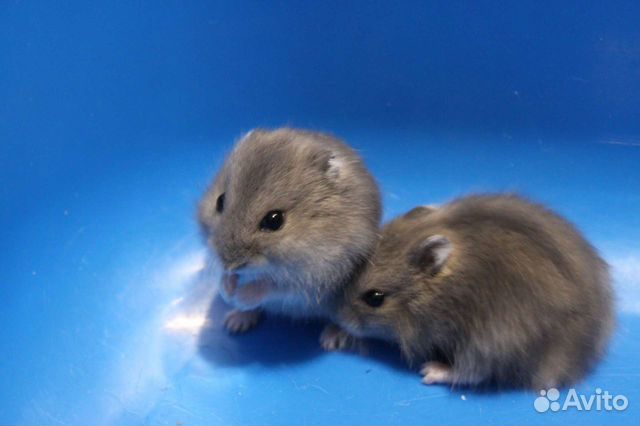 Джунгарский хомяк