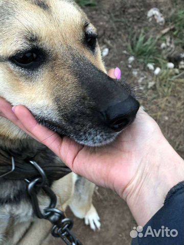 Собака в свой дом