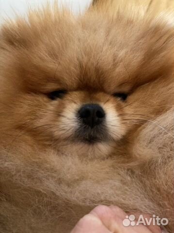 Померанский шпиц цверг вязка