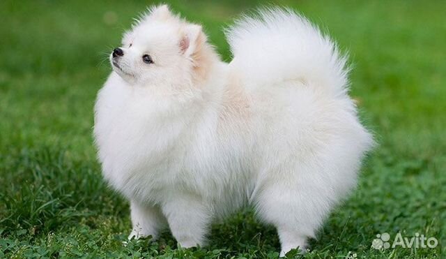 Померанский шпиц мини