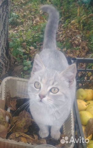 Котенок из рекламы вискас