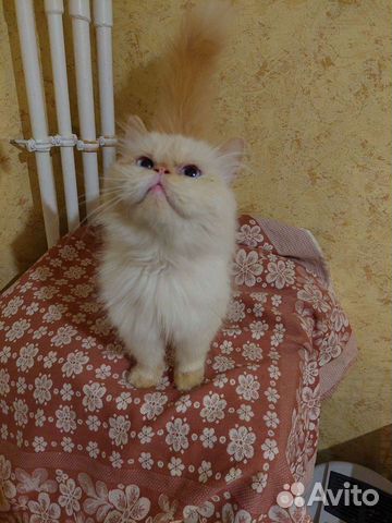 Персидская