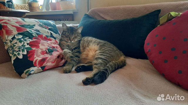Кошка в дар