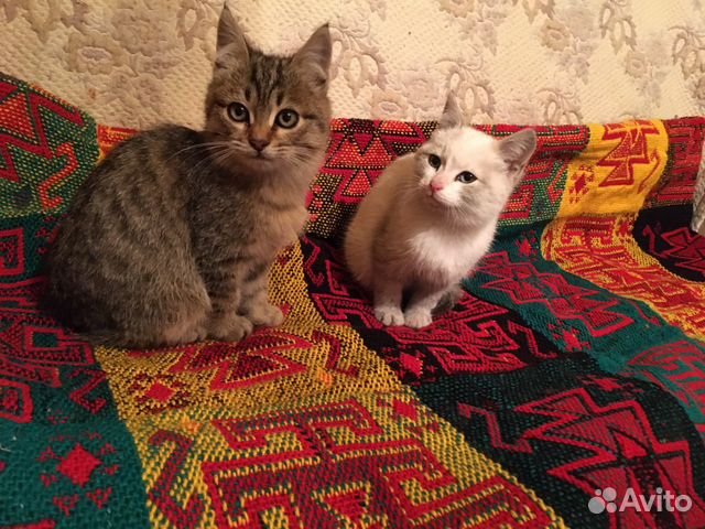 Котята, 1,5 мес. Мальчик и девочка