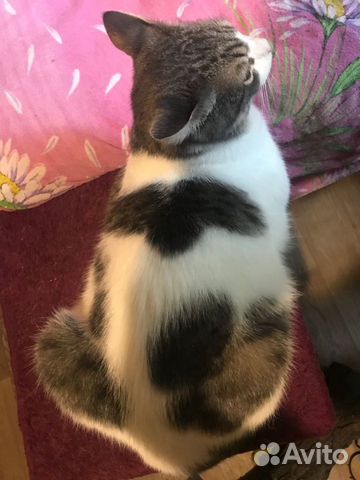 Кошачий ангел (7 мес)