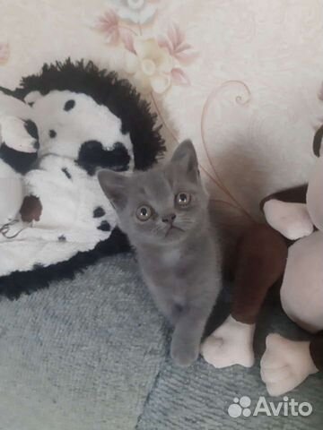 Шотландская кошка