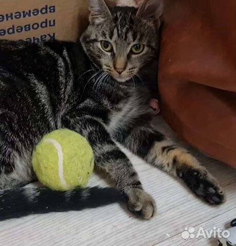 Котик Энжи,4,5 месяца