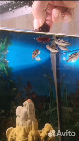 Продам рыбок и аквариум