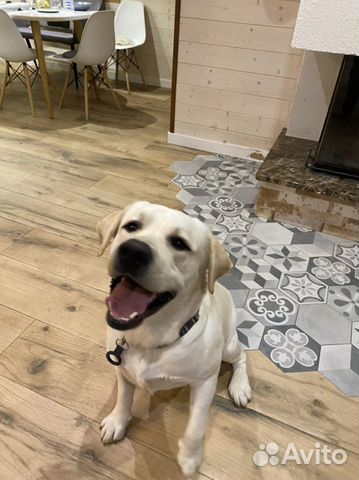 Кобель лабрадора для вязки