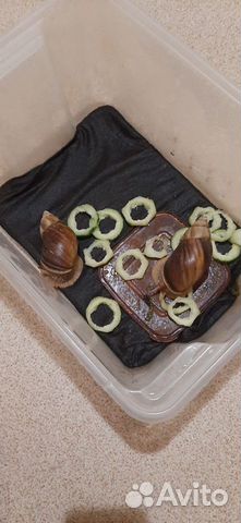 Улитки ахатины бесплатно