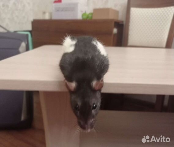 Крыса девочка, с клеткой, гамаками, поилкой и корм