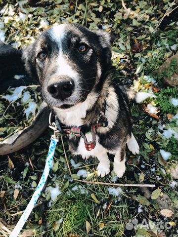 Собака. Девочка. 4-5 мес