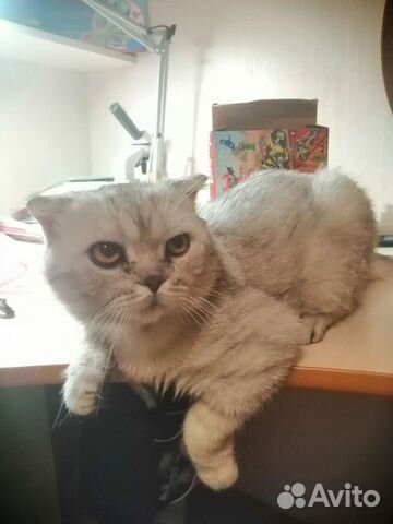 Шотландский вислоухий кот