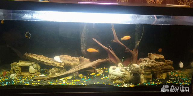 Аквариум. Почти бесплатно