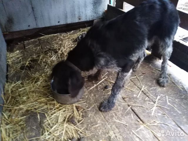 Собака Дратхаар