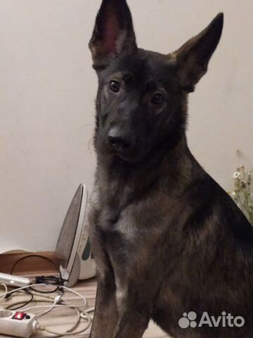 Собаки бесплатно в добрые руки