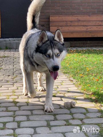 Сибирский хаски