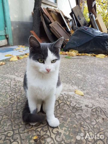 Кошки в добрые руки