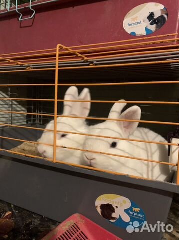 Кролик гермелин г/г