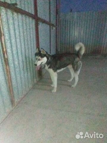 Нашёл хаски