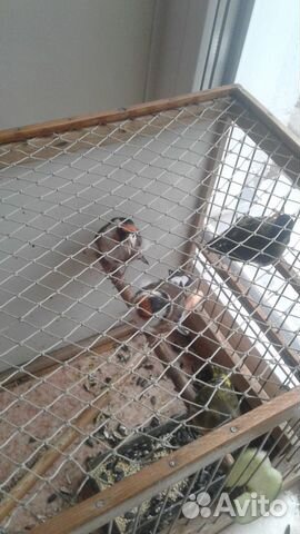 2чижа и 2 шегла