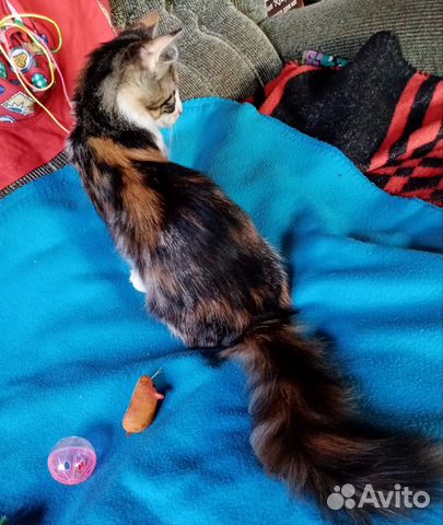 Котёнок девочка трёхцветная шикарный хвост