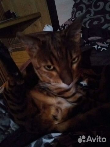Бенгальская кошка