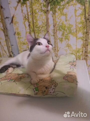 Кошка в дар