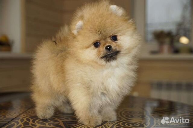 Шикарный мальчик Бенджамин