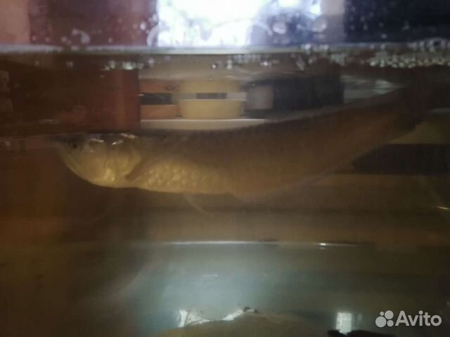 Арована 35-40см