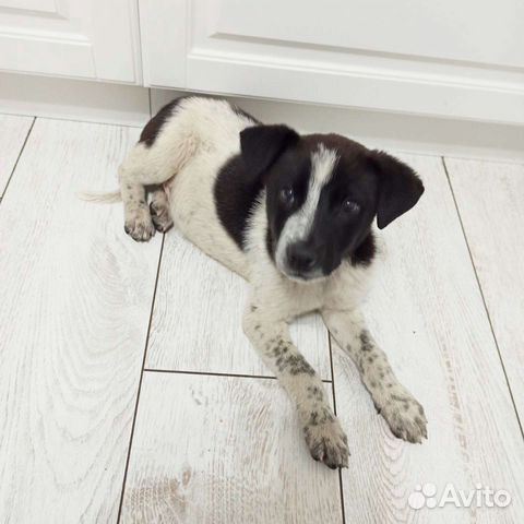 Классный пацан ищет дом