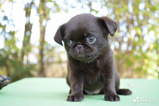 Шоколадные пти брабансоны