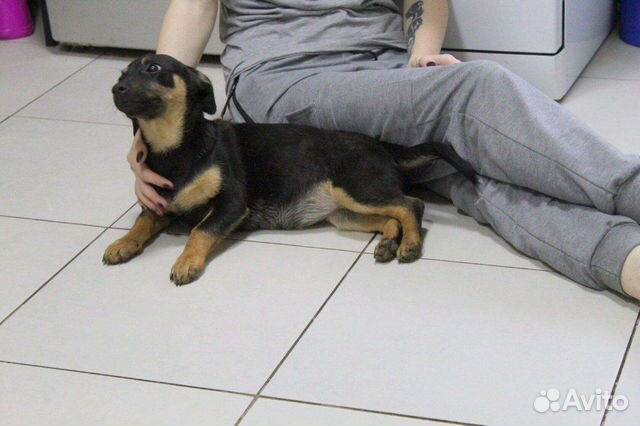 Милая коротышка Нюра ищет дом